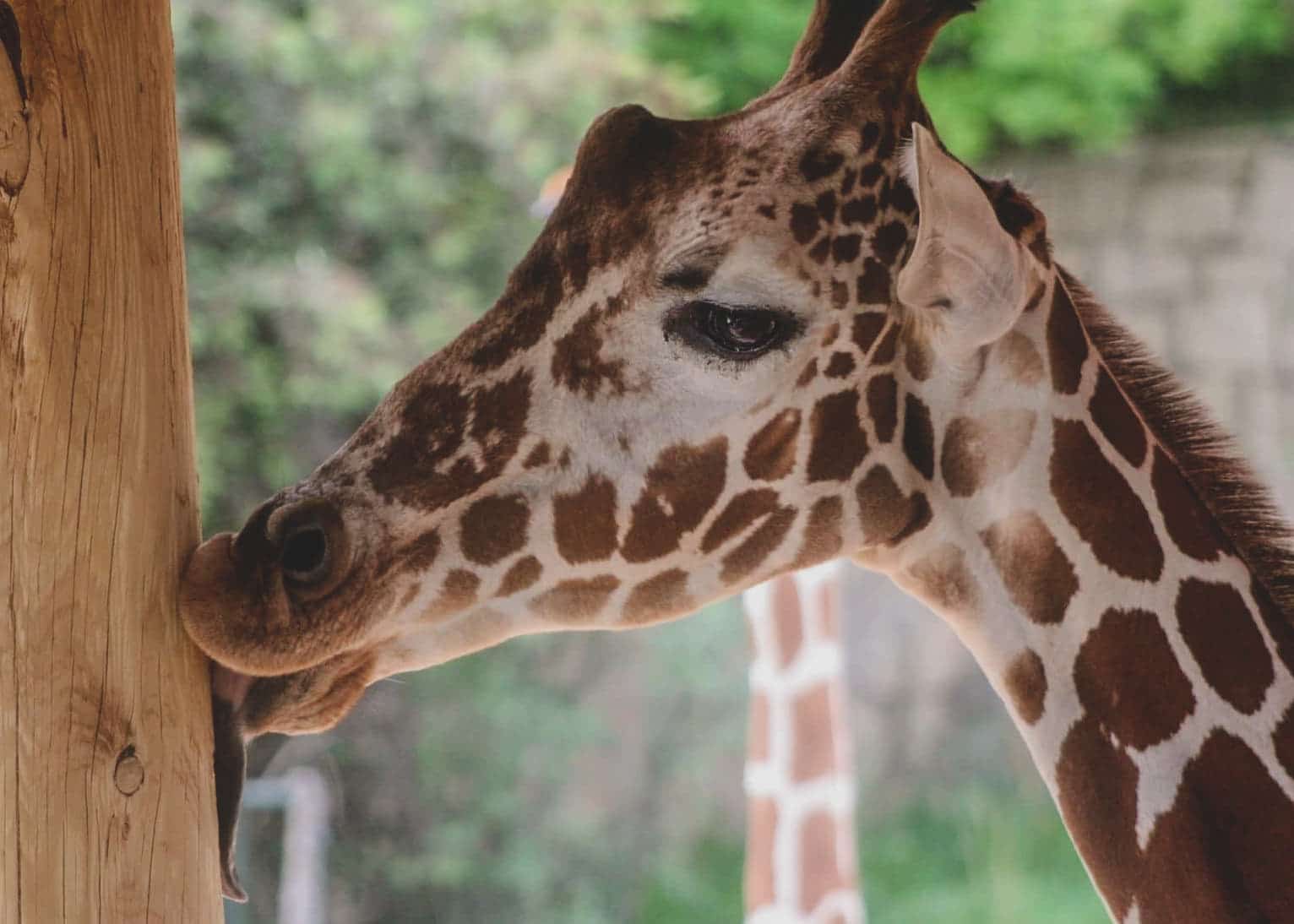 This Zoo is the Nations Only Mountain-Top Zoo
